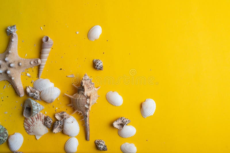 Composition of Exotic Sea Shells on a Yellow Background. Summer Concept ...