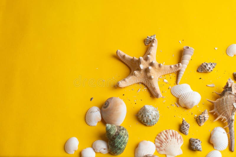 Composition of Exotic Sea Shells on a Yellow and Pink Background ...