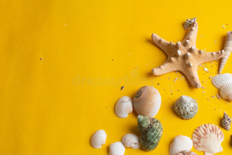 Composition of Exotic Sea Shells on a Yellow Background. Summer Concept ...