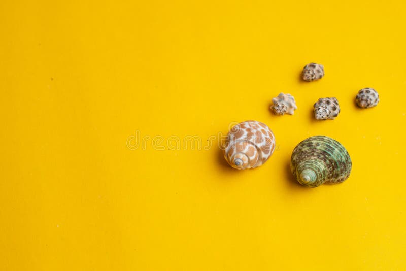 Composition of Exotic Sea Shells on a Yellow and Pink Background ...