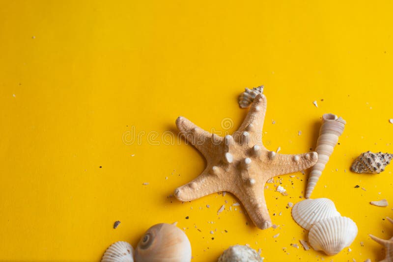 Composition of Exotic Sea Shells on a Yellow and Pink Background ...