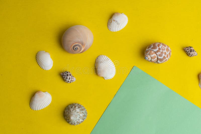 Composition of Exotic Sea Shells on a Yellow Background. Summer Concept ...