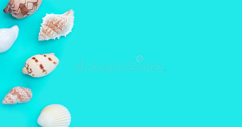 Composition of Exotic Seashells on Blue Stock Photo - Image of coast ...