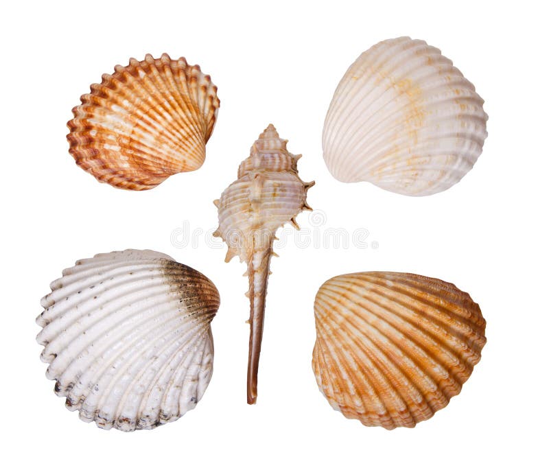 Composition Five Sea Shells Stock Photo - Image of background, water ...