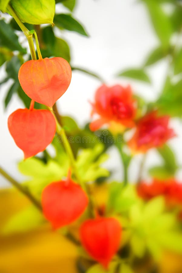 Composition Florale Orange Automnale Avec Le Physalis Photo stock ...