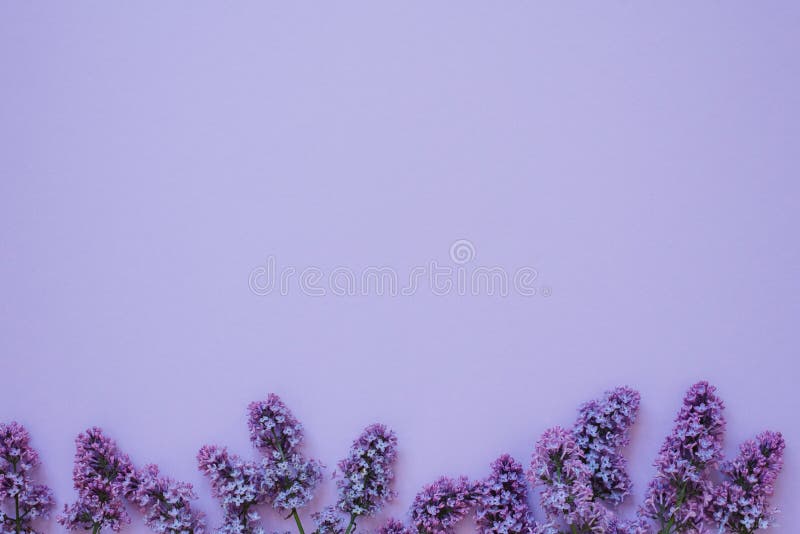 Composition of Flowers. Frame of Lilac Flowers on a Solid Background ...
