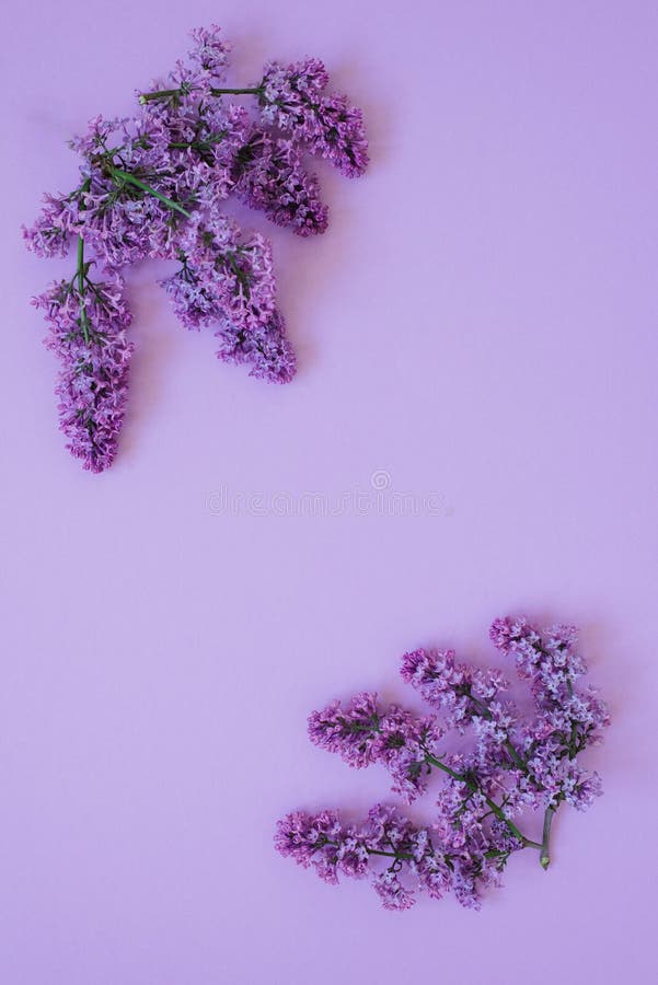 Composition of Flowers. Frame of Lilac Flowers on a Solid Background ...