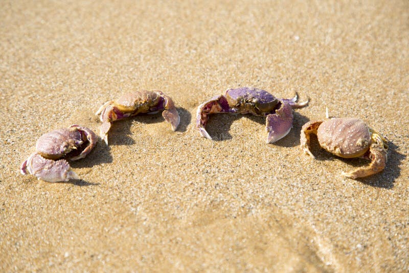 The Composition of Four Crabs Stock Image - Image of seashell, coast ...