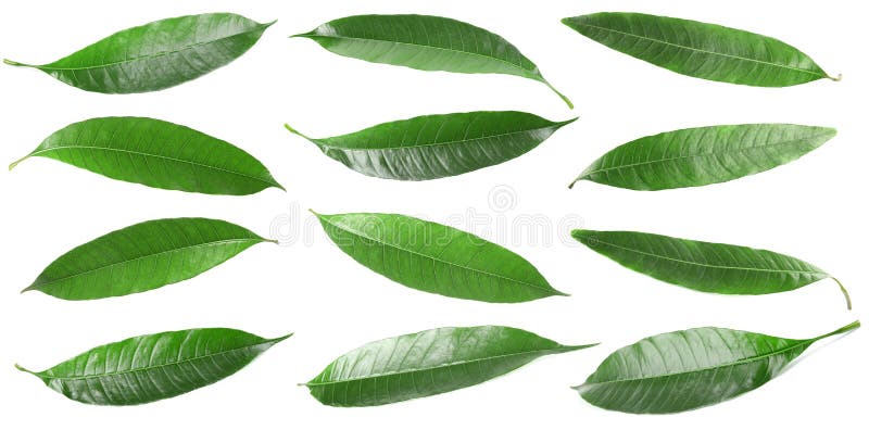Composition of Fresh Mango Leaves on White Background Stock Photo ...