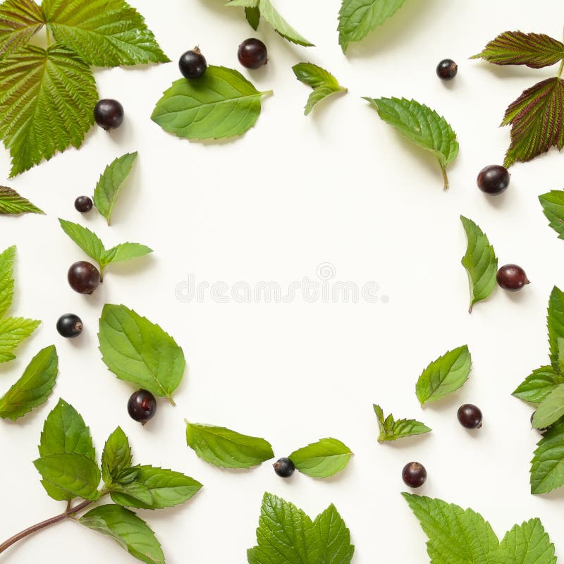 Composition with Fresh Mint Leaves and Blackcurrant Stock Image - Image ...