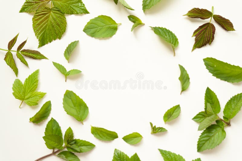 Composition with Fresh Mint Leaves Stock Photo - Image of flavoring ...