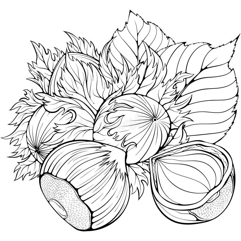 Hazelnut Tree Drawing