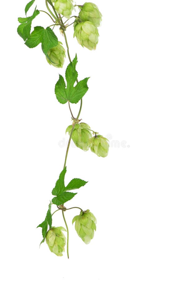 Composition of Hops Isolated on a White Background Stock Image - Image ...