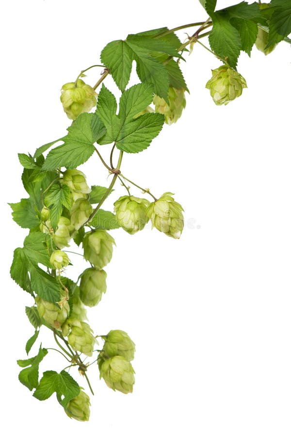 Composition of Hops Isolated on a White Background Stock Image - Image ...