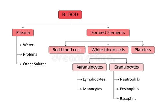 Blood Composition Diagram Stock Illustrations – 528 Blood Composition ...