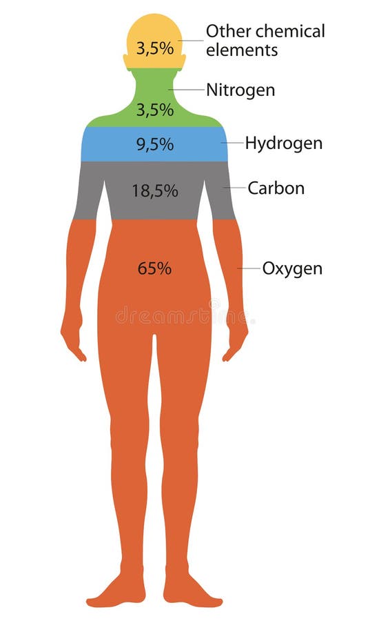 Composition of the Human Body Category Science Stock Illustration ...