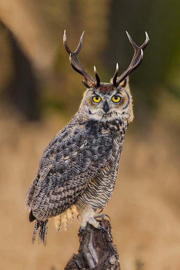 Deerowl stock image. Image of strange, composition, animal - 232449791