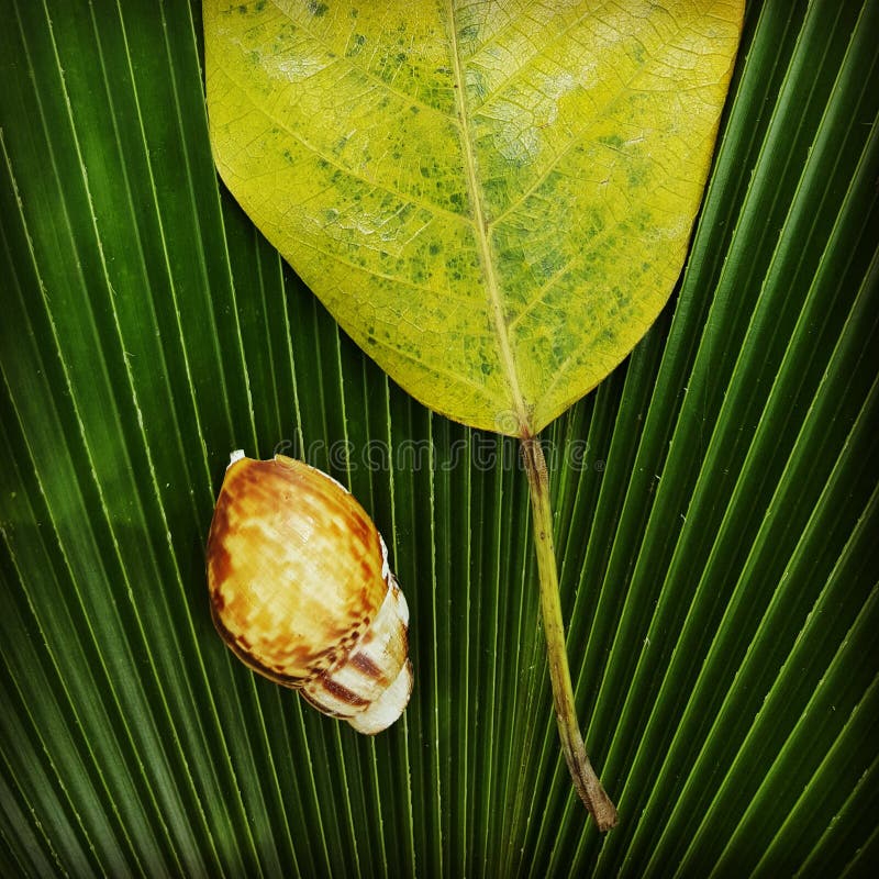 A Dead Shell on the Palm Leave Stock Photo - Image of shell ...