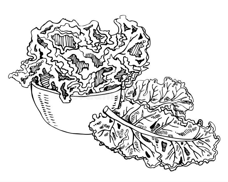 Kale Line Art Stock Illustrations – 239 Kale Line Art Stock ...