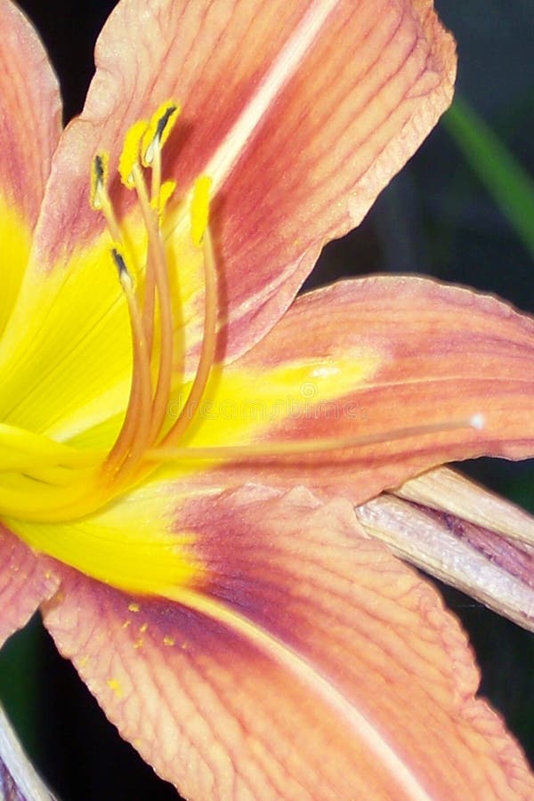 Composition Of Life That Exemplifies Strength Picture. Image: 364677951