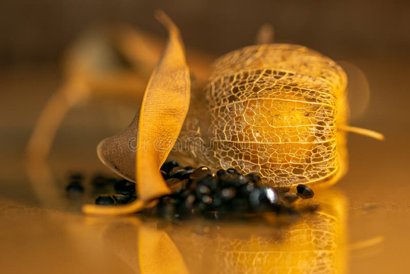 A Composition with a Little Smiley Physalis Stock Image - Image of ...