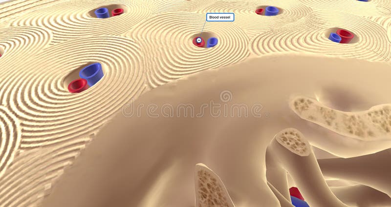 The Composition of Long Bones Stock Illustration - Illustration of body ...