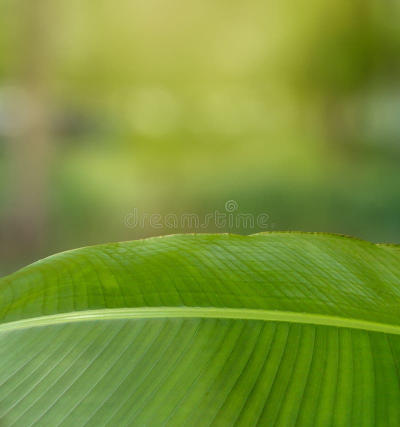 Empty Leaf with Blurred Background for Product Display Montage. Stock ...