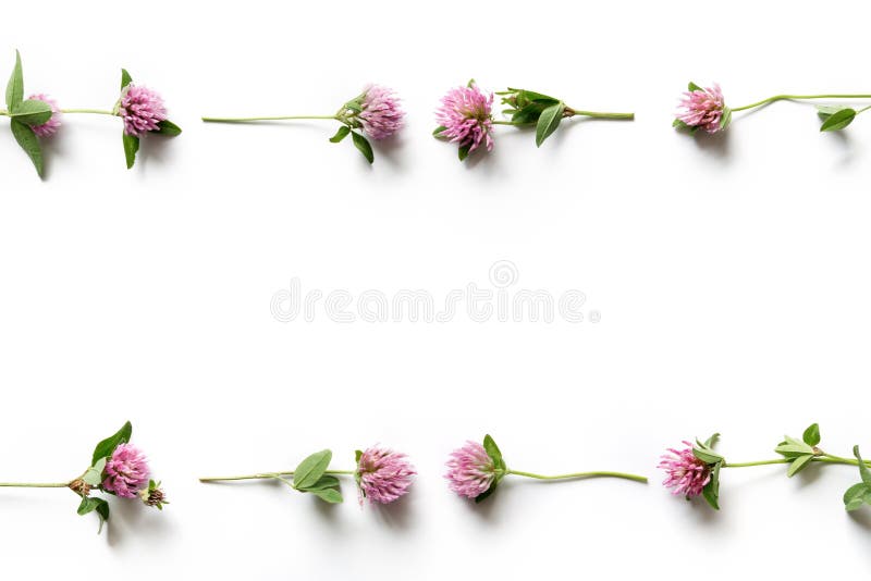 Composition Made of Pink Clover Stock Photo - Image of green, clover ...