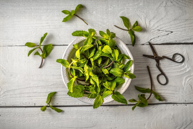 Composition of the Mint Leaves on the White Wooden Table Stock Image ...