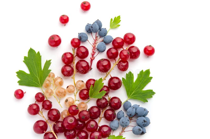 Composition from Multi-colored Berries and Leaves on a White Background ...