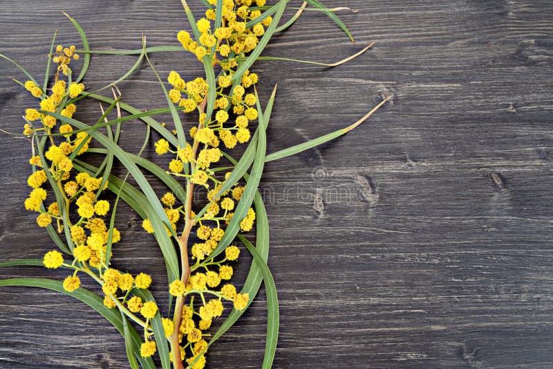 Multiple Acacia Branches with Yellow Flowers on Wooden Background Stock ...