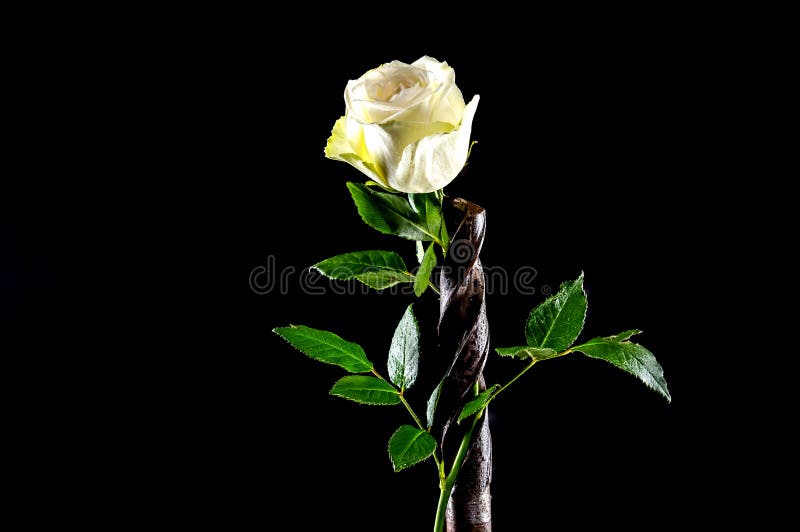 Composition with Old Rusty Drill Bit and White Rose Stock Photo - Image ...