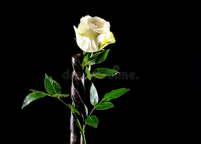 Composition with Old Rusty Drill Bit and White Rose Stock Image - Image ...