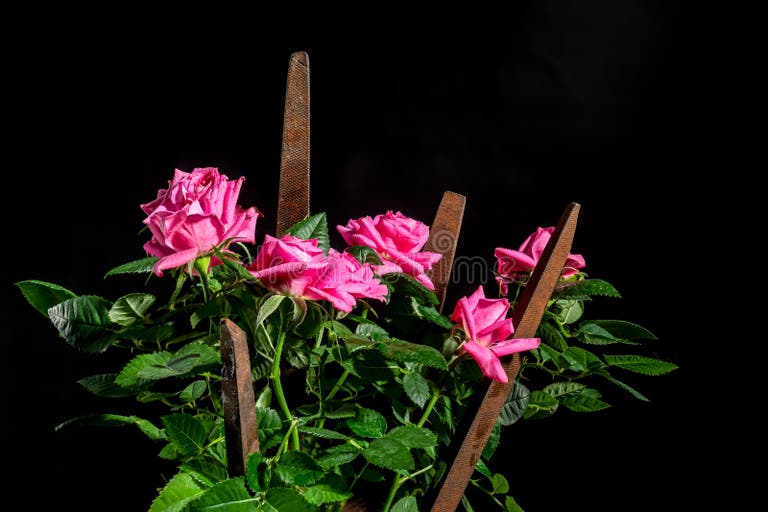 Composition with Old Rusty Work File and Pink Roses Stock Photo - Image ...