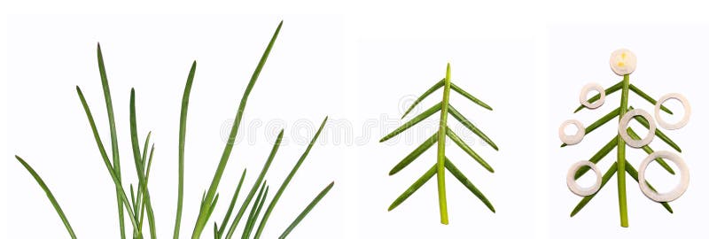 Composition with Onion Rings Stock Photo - Image of cook, rosemary ...