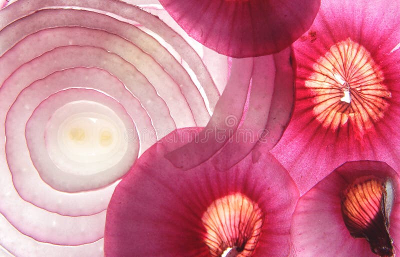 Composition of Onion Slices Stock Image - Image of nutrition, feed: 4187571