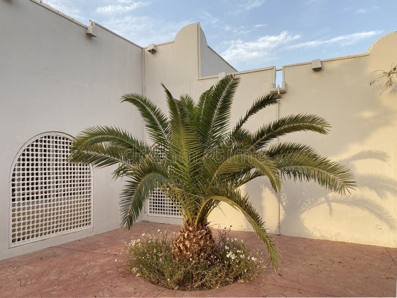 Composition with Palm and Wall Exterior Architectural Scene Stock Photo ...