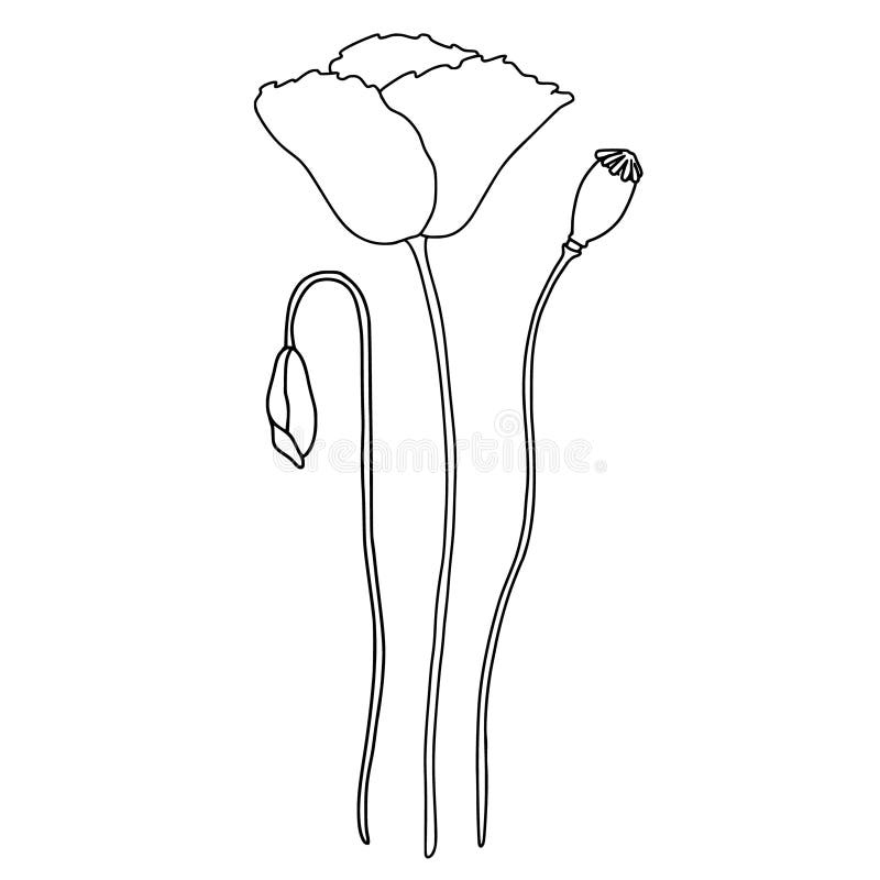Composition of Poppy Flower Bloom, Seed Box and Bud. Vector ...