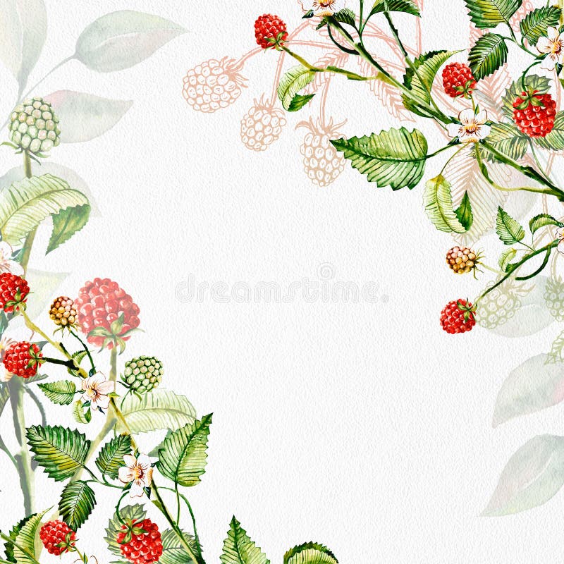 Red Raspberry Plant Sketch Stock Illustrations – 1,336 Red Raspberry ...