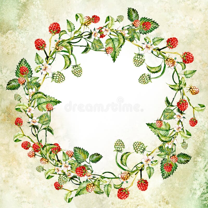 Composition of Raspberry Berries. Watercolor Drawing Handmade. Template ...