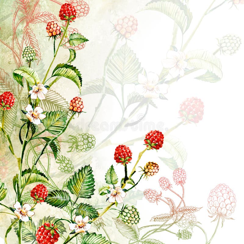 Composition of Raspberry Berries. Watercolor Drawing Handmade. Template ...