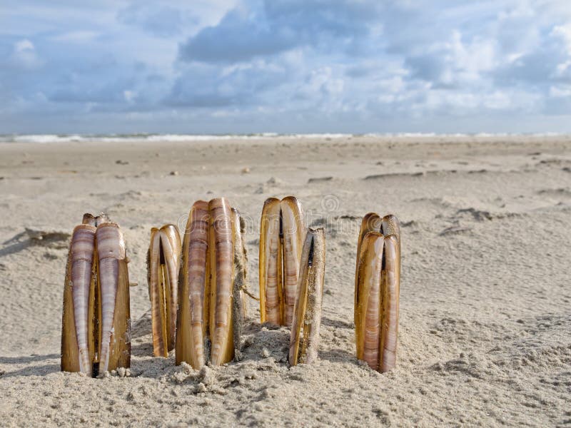 Razor clams stock image. Image of shelled, horizontal - 17535473