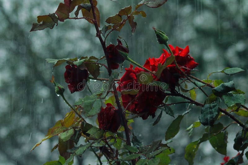Composition of Red Roses with Drizzle with Copy Space Stock Photo ...