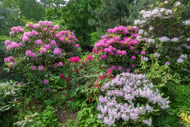 Composition of Rhododendron of Different Varieties and Colors. Stock ...