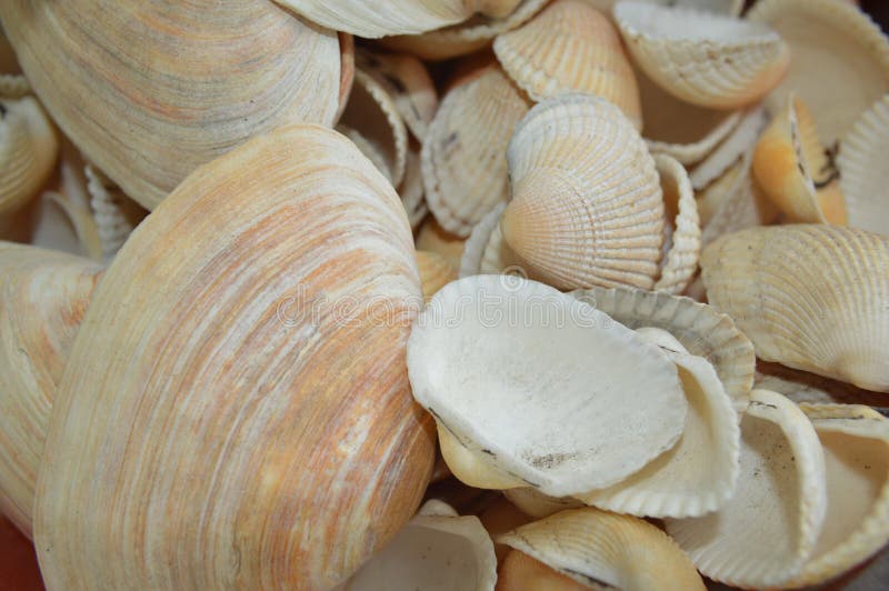 The Composition of Sea and Ocean Shells Close-up Stock Photo - Image of ...