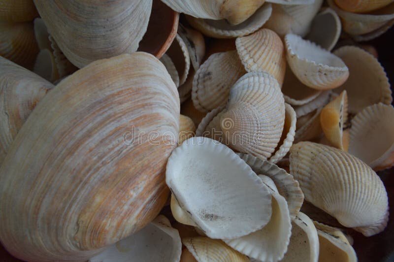 The Composition of Sea and Ocean Shells Close-up Stock Photo - Image of ...