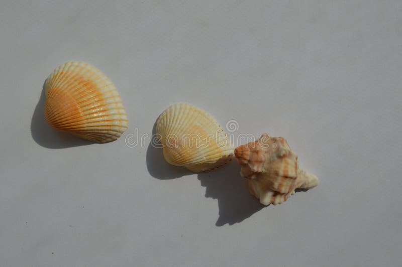 The Composition of Sea and Ocean Shells Close-up Stock Photo - Image of ...