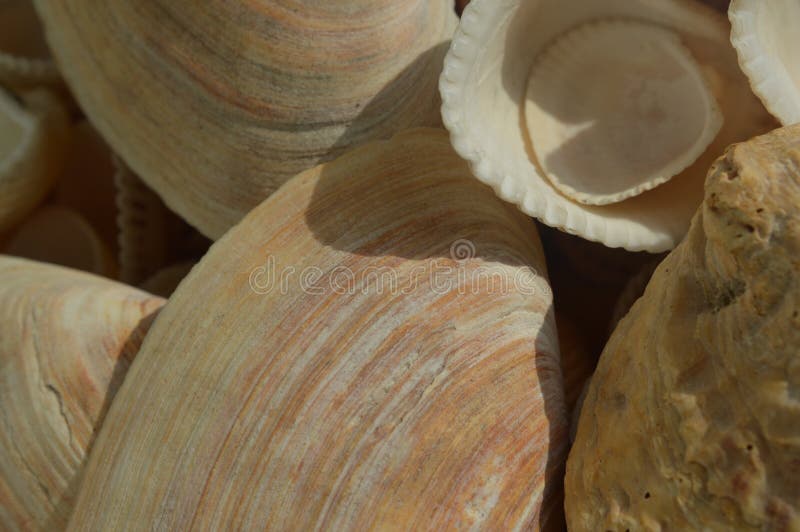 The Composition of Sea and Ocean Shells Close-up Stock Photo - Image of ...