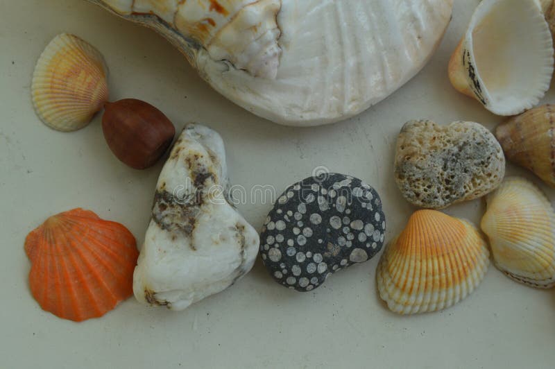 The Composition of Sea and Ocean Shells Close-up Stock Photo - Image of ...