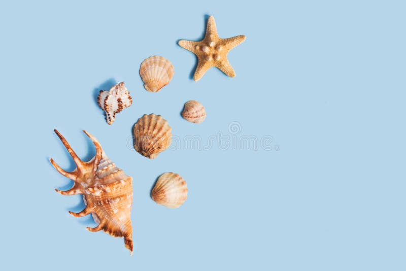 Composition with Sea Shell and Starfish on Blue Minimal Background ...